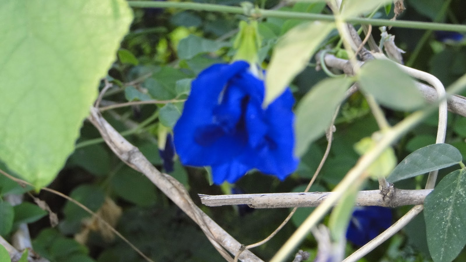 AFRICANTAL: Le Cambodge - Les rives du Mékong dans le Kompong Cham ...