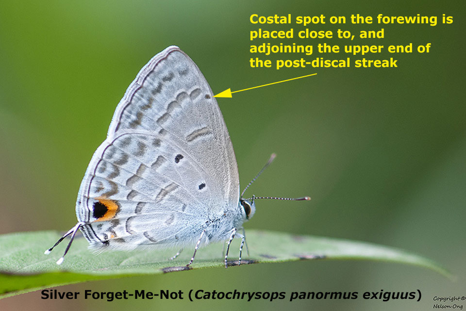 Butterflies of Singapore: Life History of the Silver Forget-me-not
