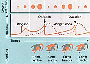 Nuestra Biología: LA PARTENOGÉNESIS