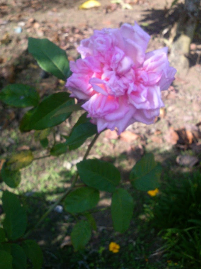 Tulipa Semper Augustus