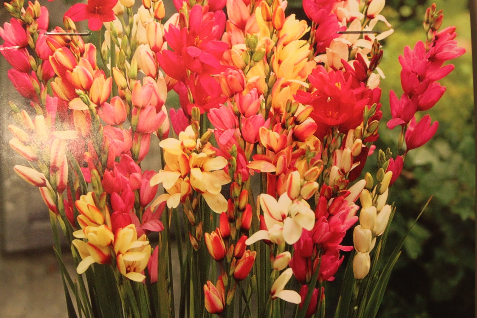 The Suburban Gardener: Bulbs From The Garden Center