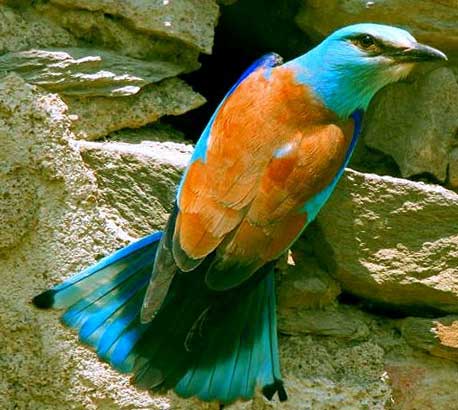 El ojo del buitre: Aves - Carraca europea (Coracia garrulus)