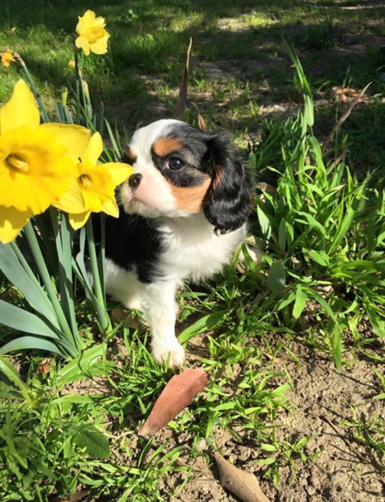 WOODLAND CAVALIERS: Cutest puppy's in Southern California, Los Angeles ...