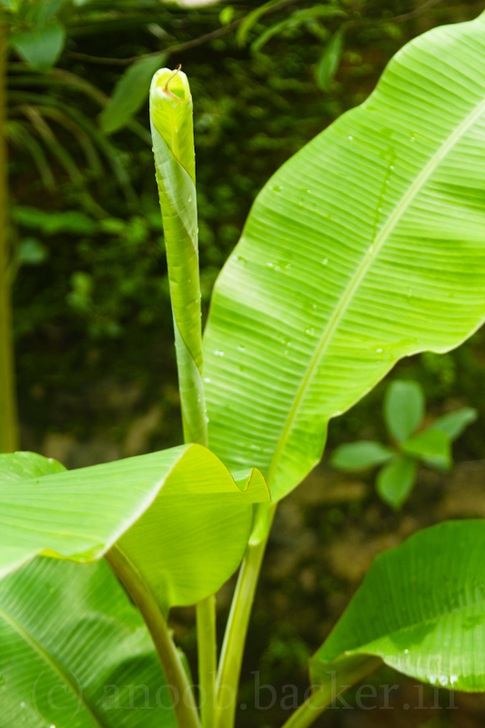 Home, Aluva, Kerala, India | ANOOB BACKER Photo Blog