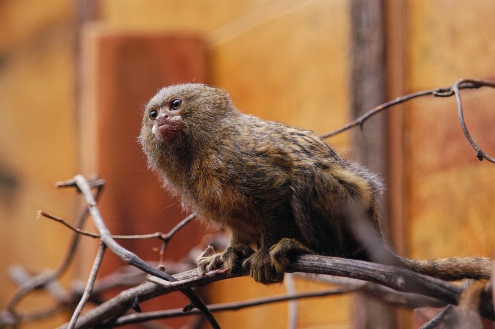 Fascinating Facts About Pygmy Marmoset