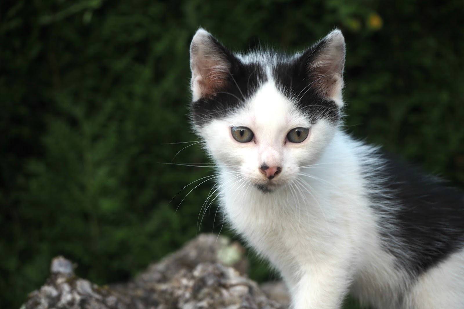 The Feral Cats Of France – UpYourVlog