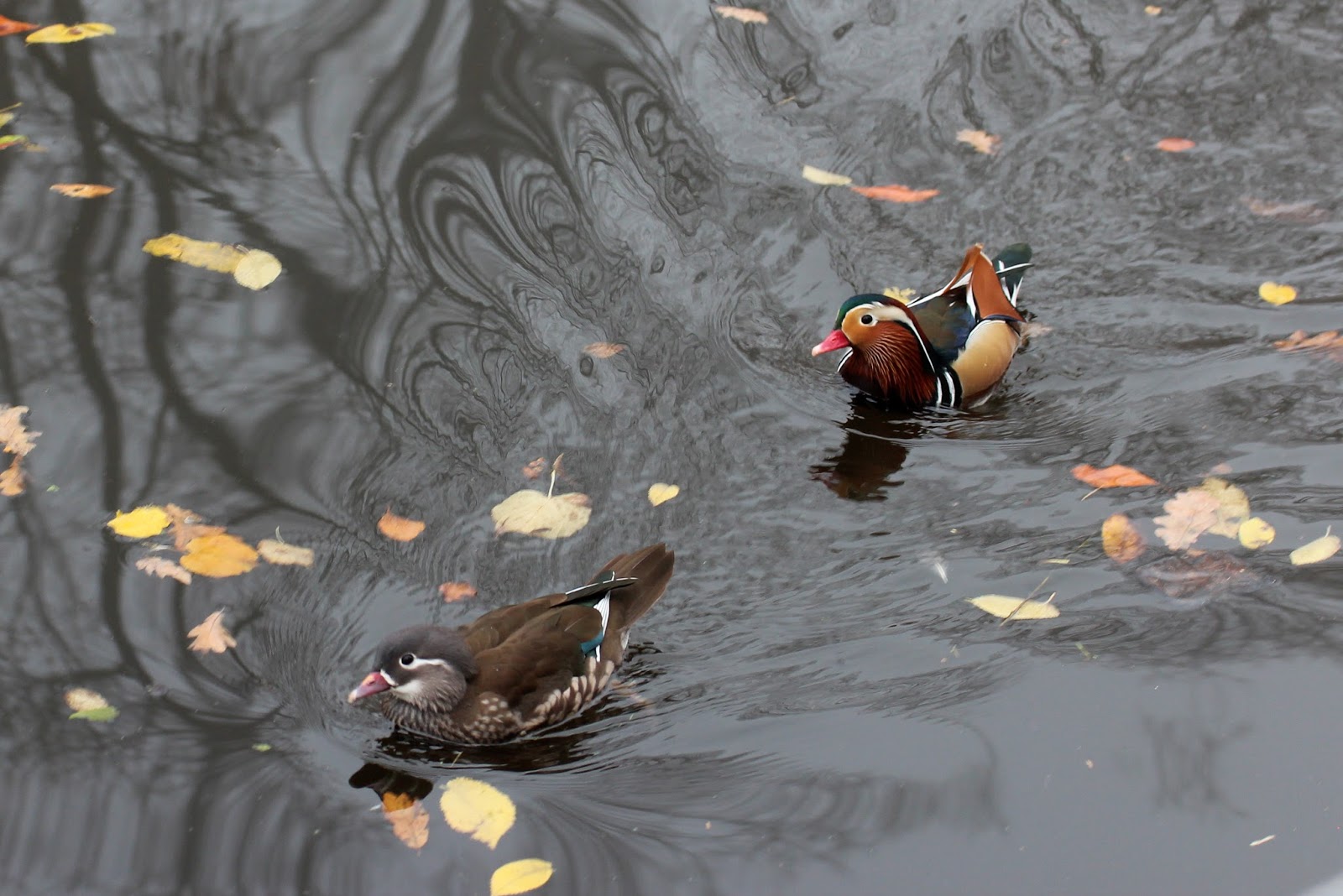 Vogels: Eenden, Ganzen en Zwanen