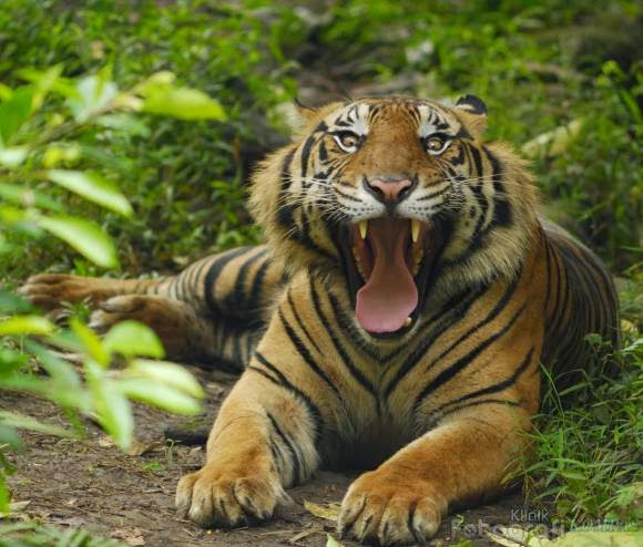 Harimau Sumatera (Panthera tigris sumatrae) ~ Fauna Nusantara