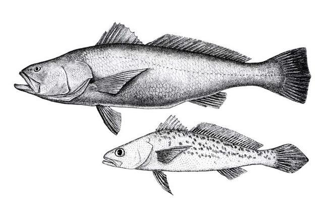 Artes de Pesca: VAMOS A PESCAR TOTOABA