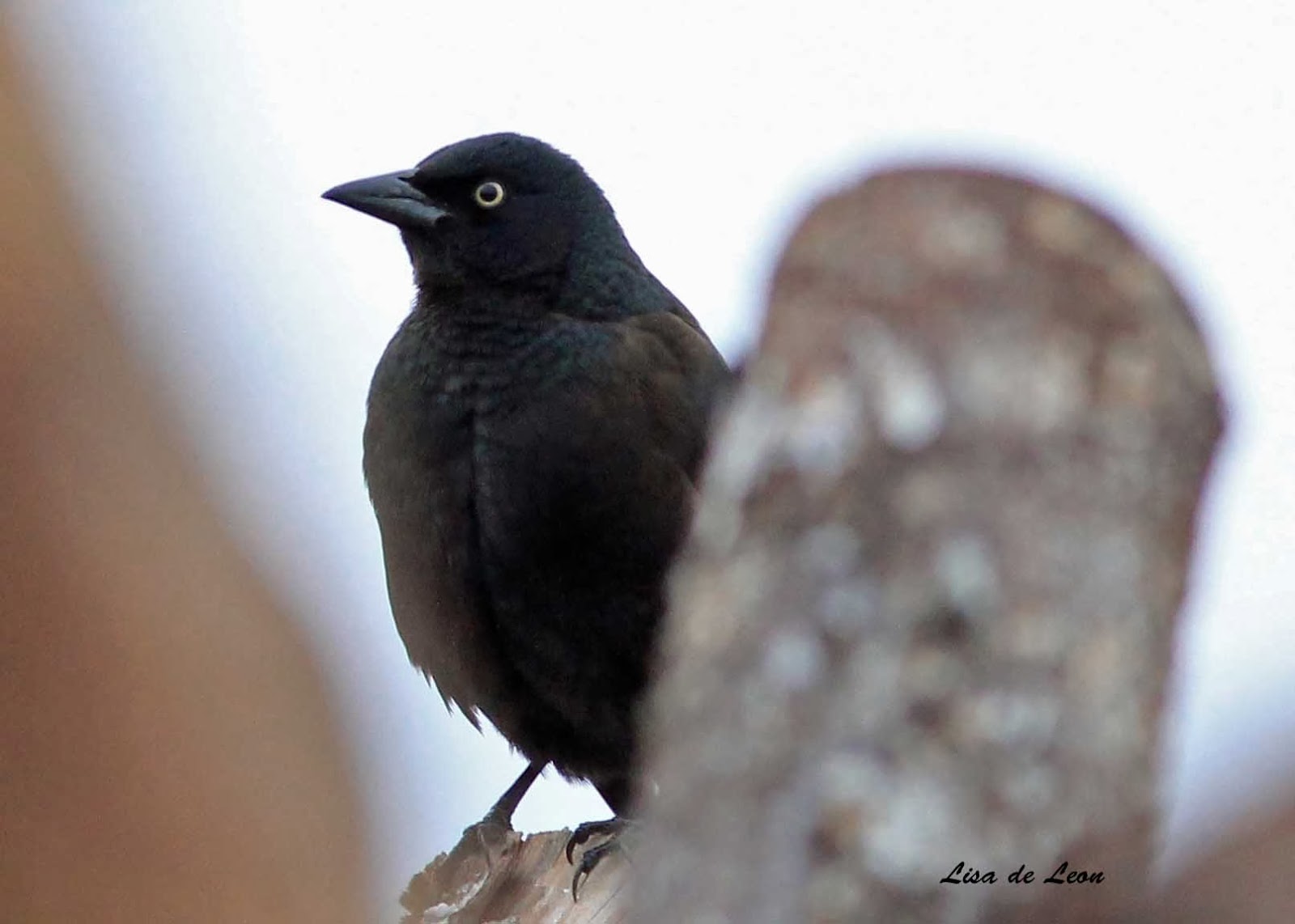 Birding with Lisa de Leon: Blackbirds