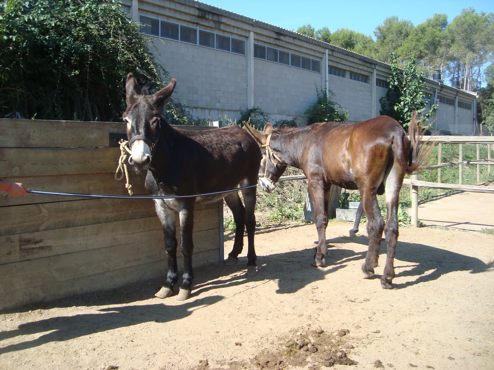CATALONIAN DONKEYS' REPRODUCTION AT AUTONOMOUS UNIVERSITY OF BARCELONA ...