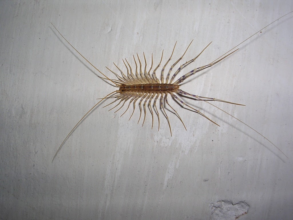 Bichos S.A.: Por sus patas los reconoceréis