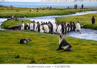 Perbedaan Evolusi konvergen dan Divergen Beserta Contohnya - Sains Pedia