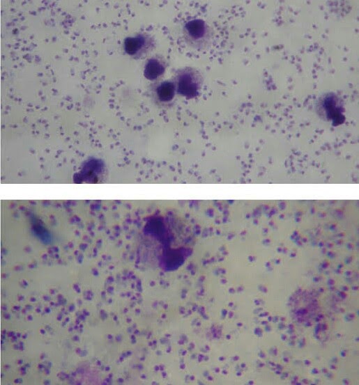 Nucleus staining (Giemsa's method)