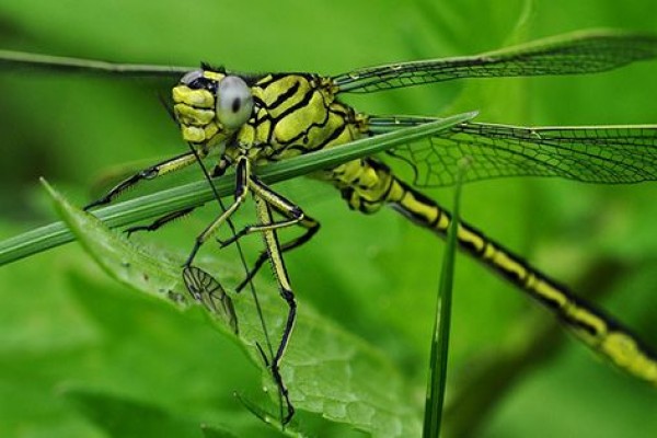 Ternyata 9 Serangga Ini Bermanfaat Untuk Kesuburan Tanaman Di Kebun Loh ...