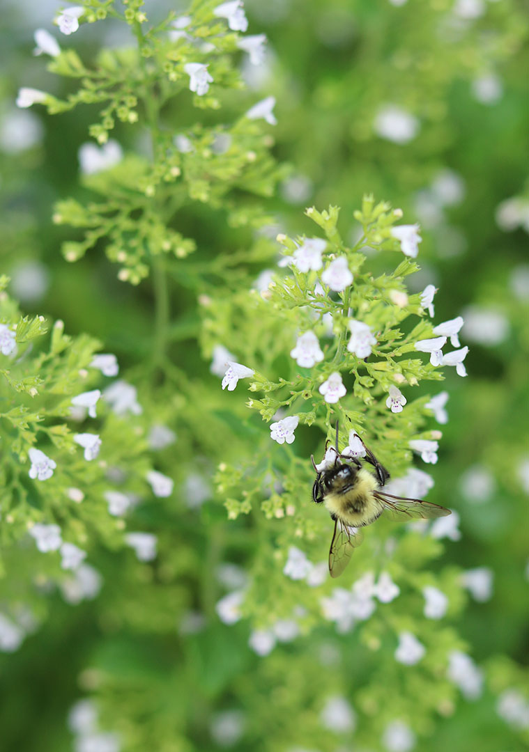 66 Square Feet (Plus): Sand ginger flowers