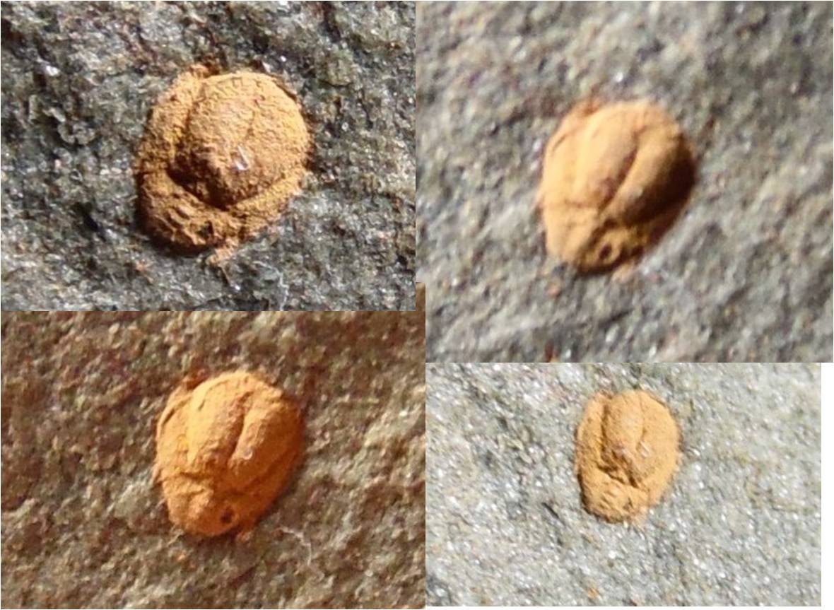 GeoBierzo fósiles y minerales : LA SECCIÓN DE FÉLIX: INFORMES PALEO