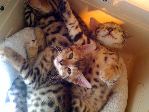 kucni ljubimci: Bengalska Mačka: Velika mačka za velike momke