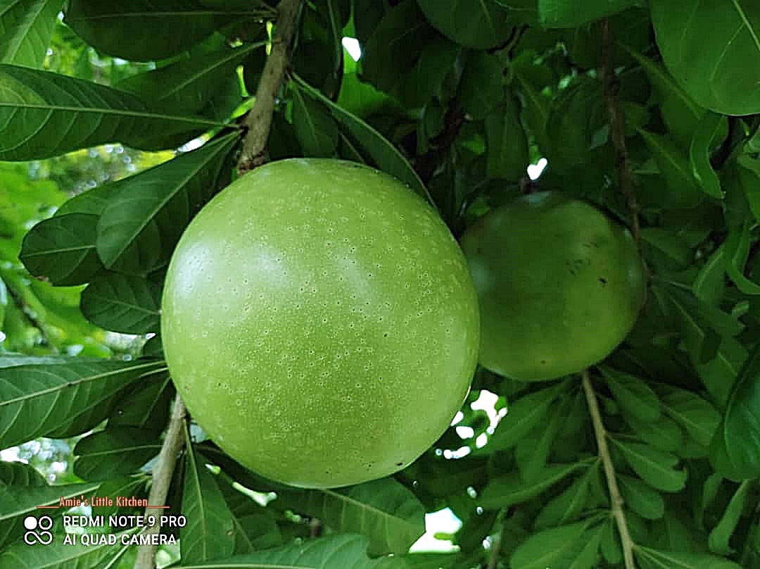 Berkenalan dengan Buah Labu Kayu @ Buah Maja @ Delima Batu @ Applewood ...