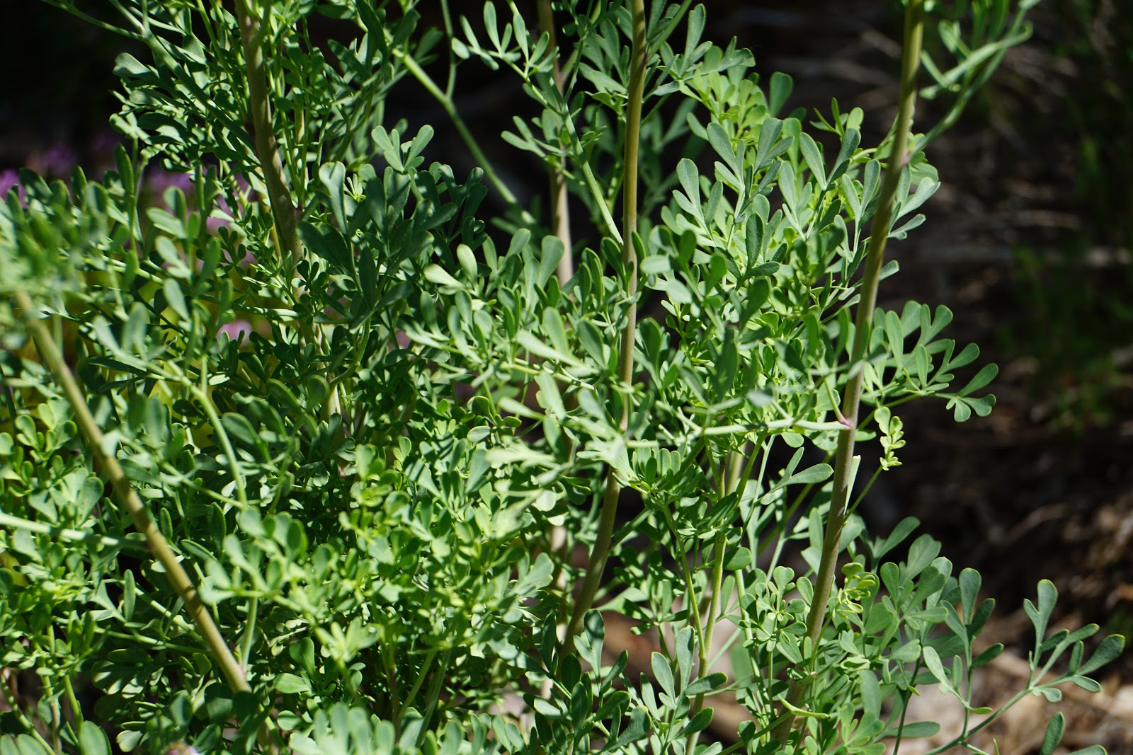 Plantas de Huerta Otea, Salamanca: Ruda (Ruta graveolens)
