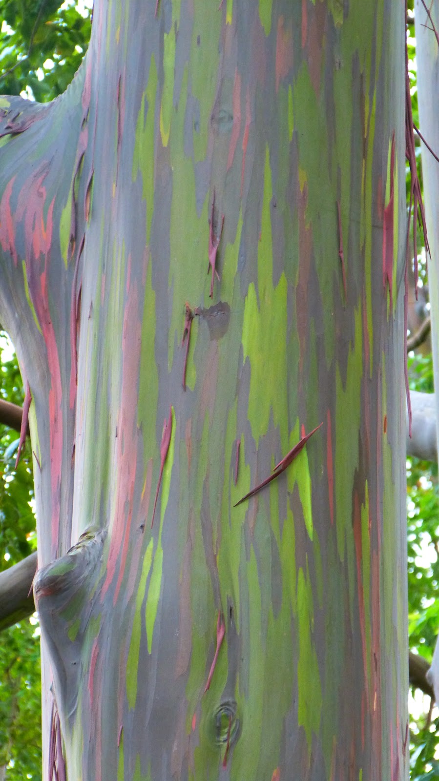 The Travelers Two: Rainbow Bark Trees