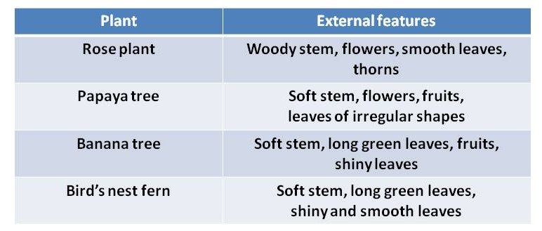 PLANTS | Science Year 3