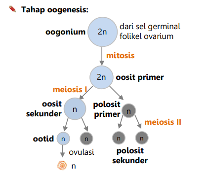 Wety Yuningsih: Materi Gametogenesis Bab Reproduksi Sel (Pembelahan Sel ...