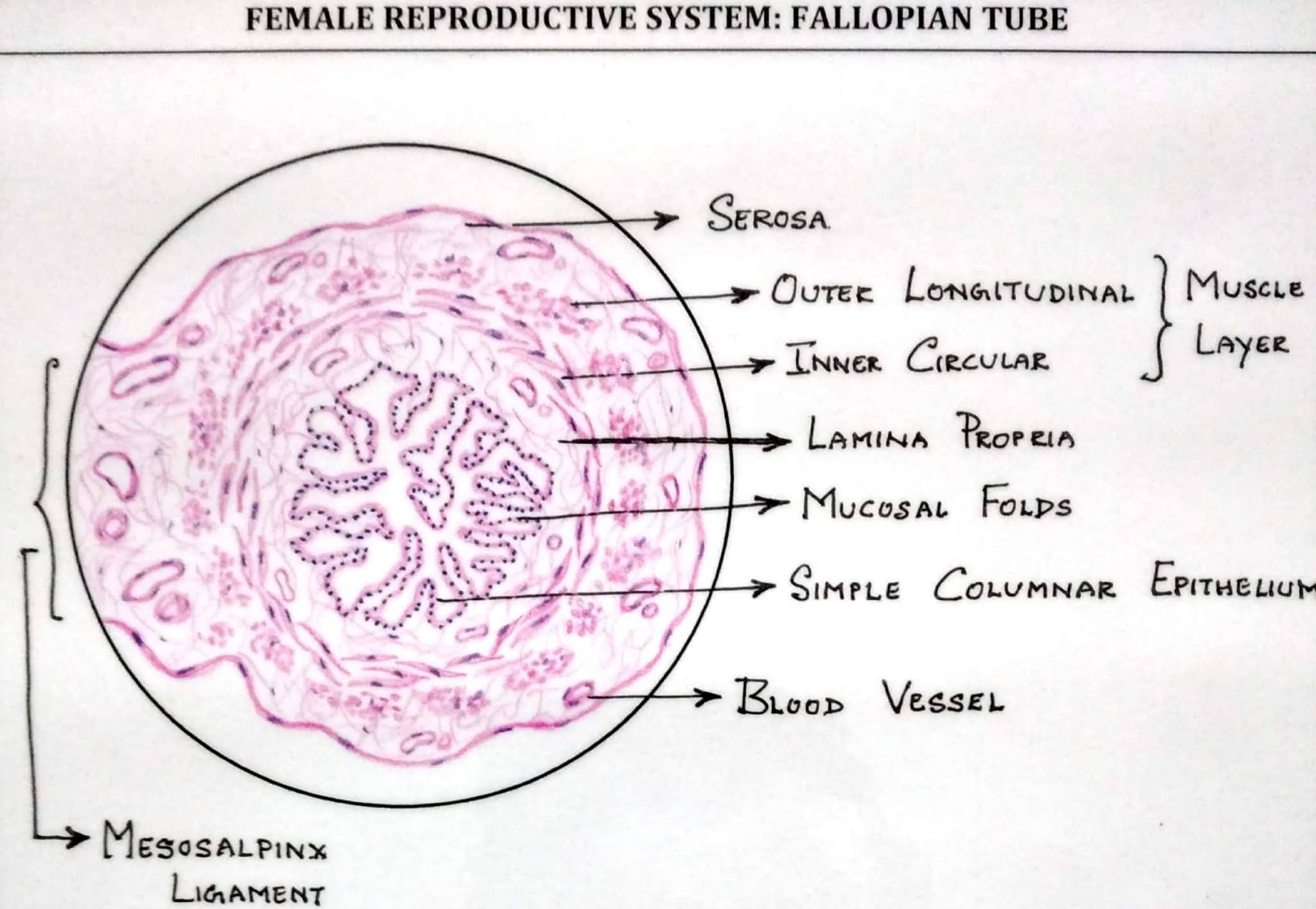 Female Reproductive System - Theory