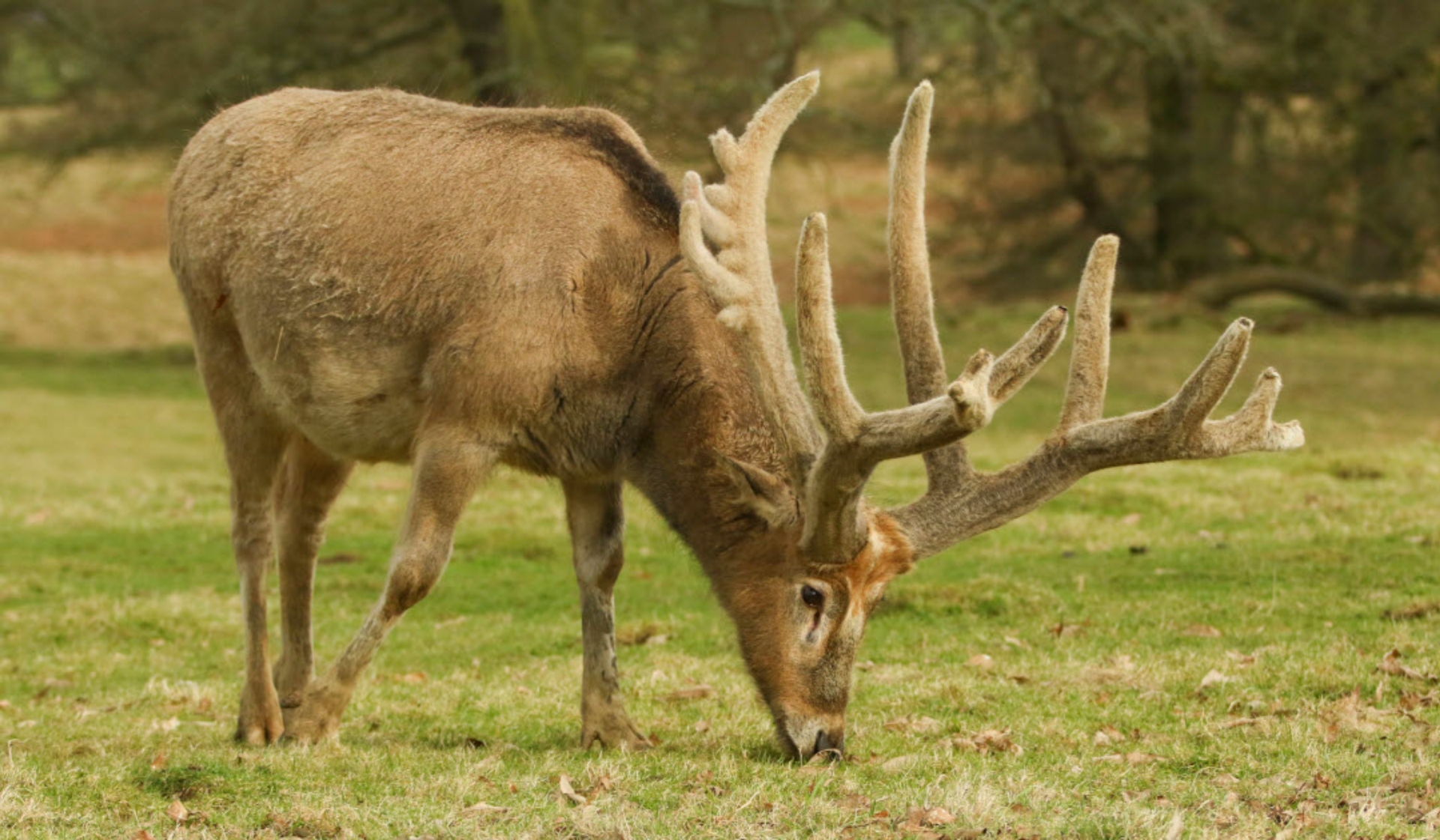 Top 10 Biggest Deer Species Found In The World 2023