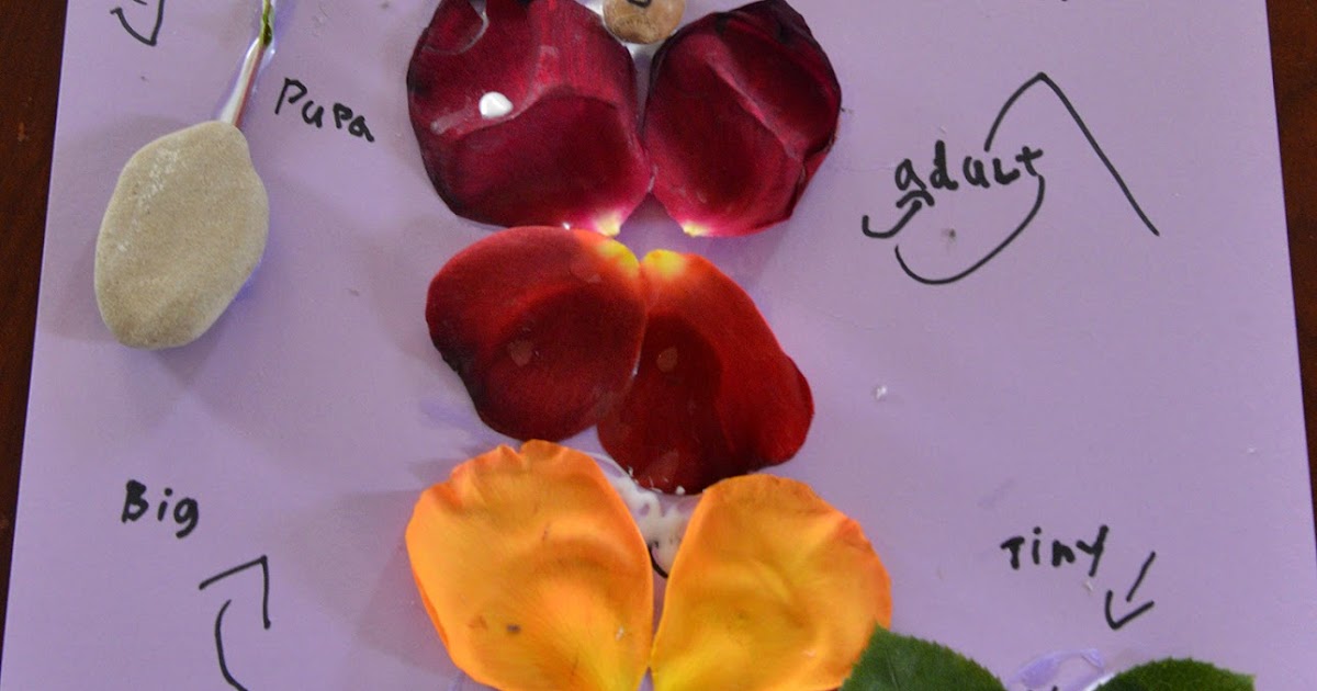 A school of fish: Butterfly Life Cycle Collage