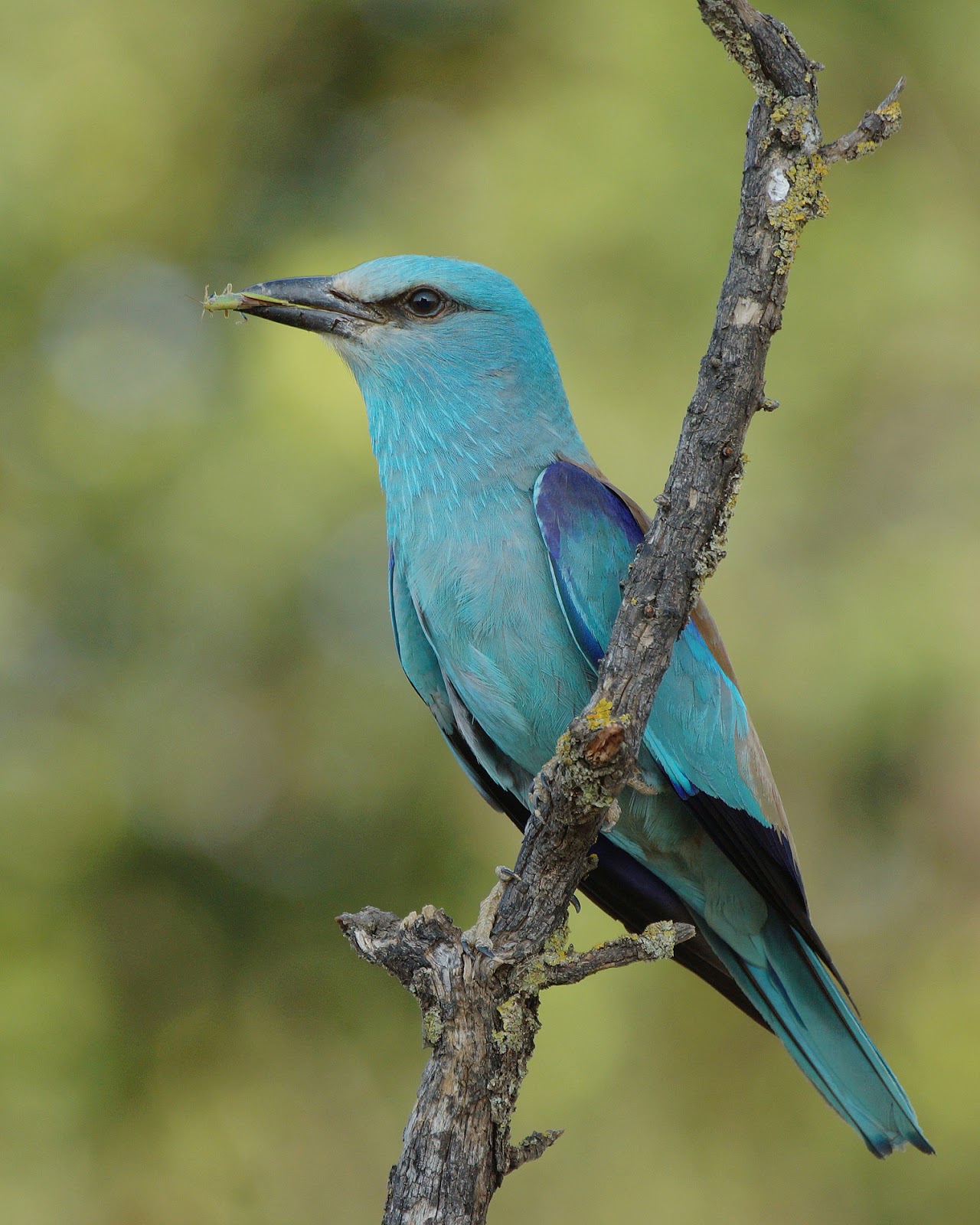 Pasión por las aves: Carraca europea,(Coracia garrulus)