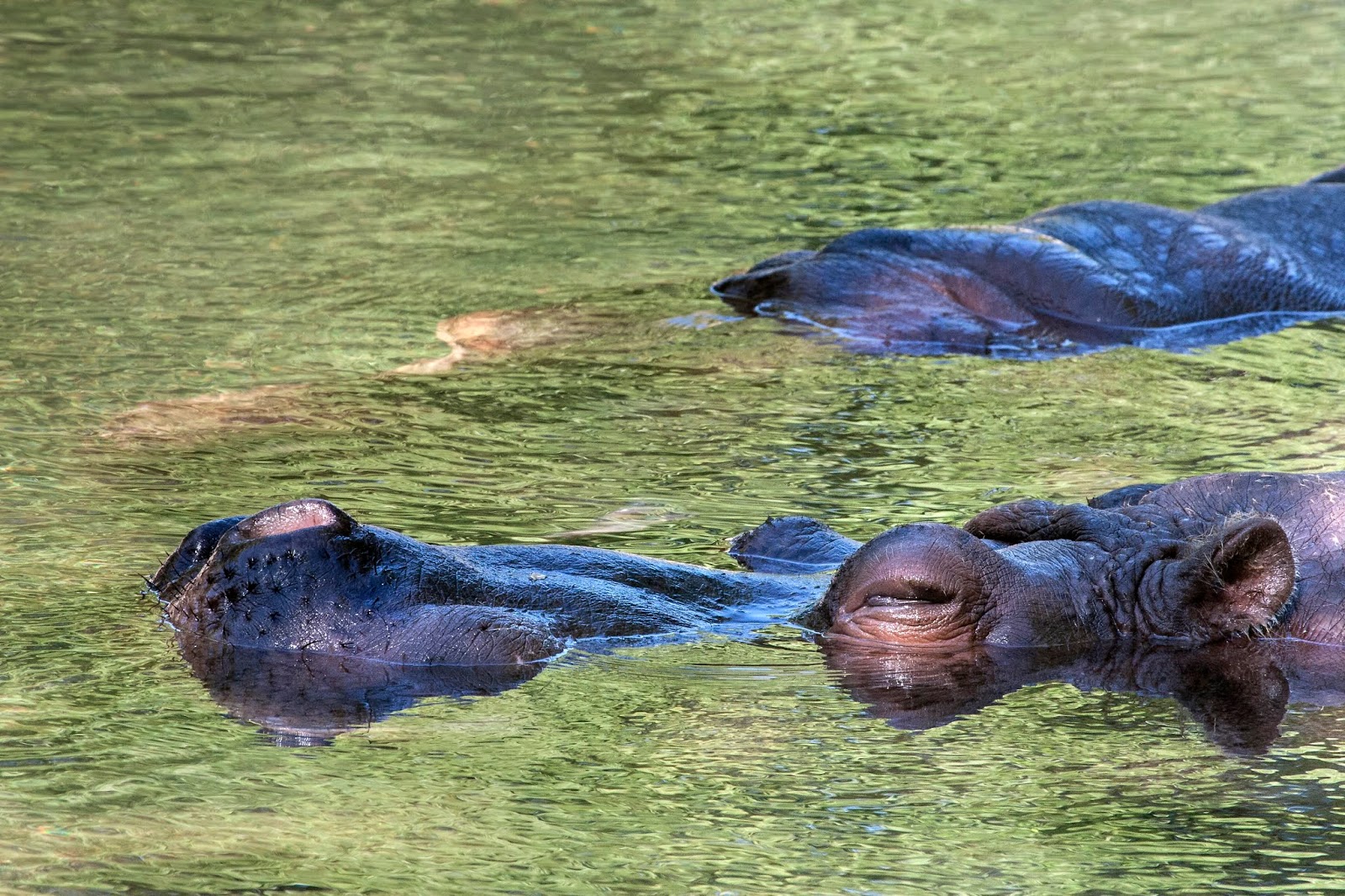 Hip-hippo-hooray for a big birthday girl and a celebration of African ...