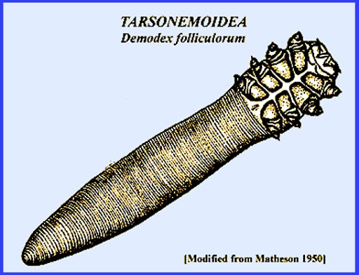 Gigitan Tungau Berdasarkan Jenisnya