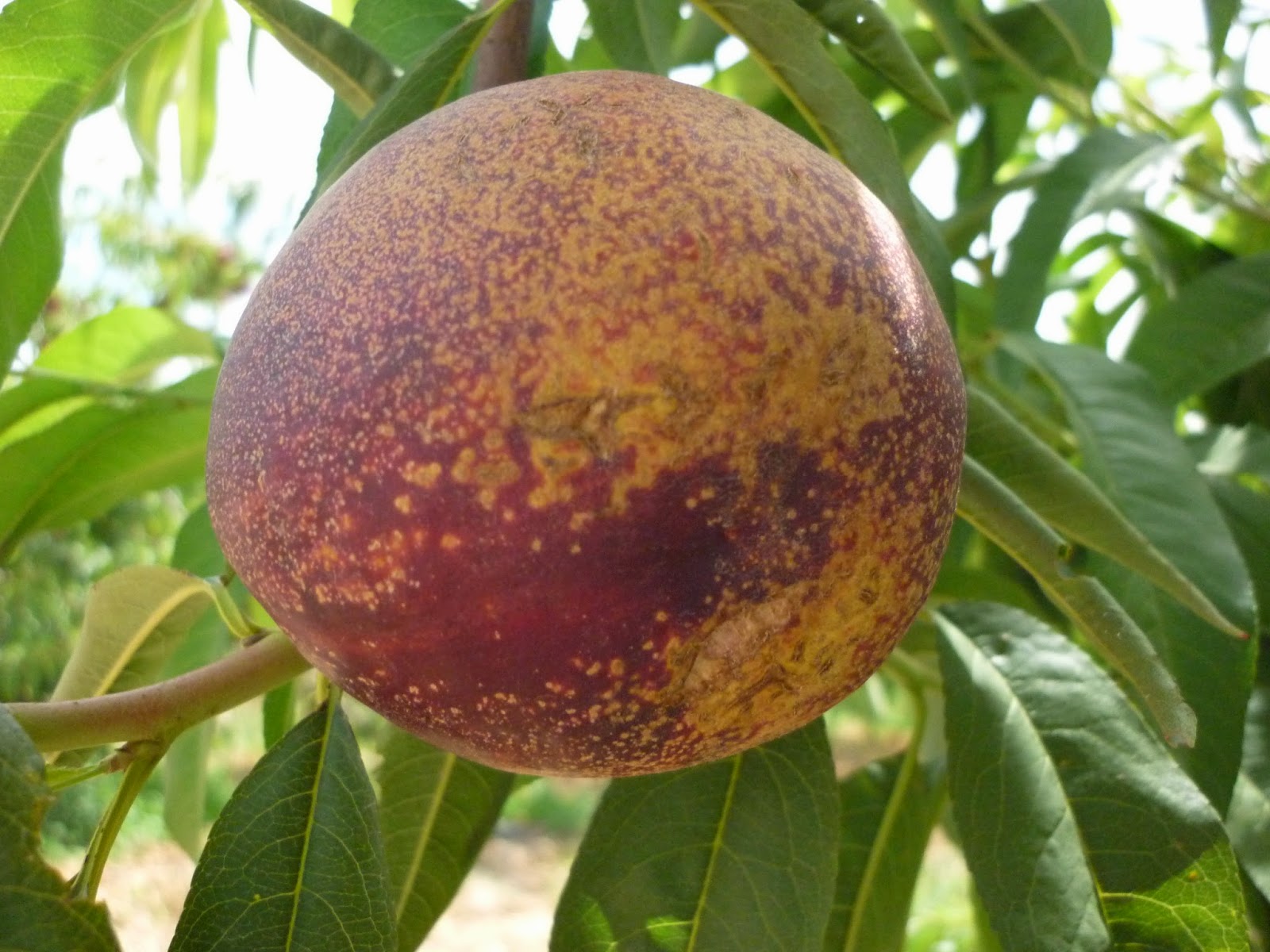 CulturAgriCulturE: 21-demasiado bueno para ser guapo