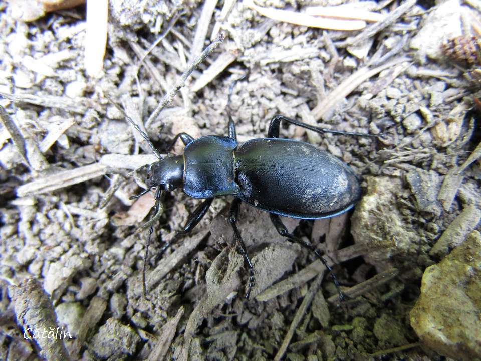 Beetles from Romania: Carabus (Pachystus) glabratus