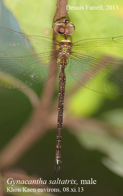 Dragonflies & damselflies of Thailand: 148. Gynacantha saltatrix ...