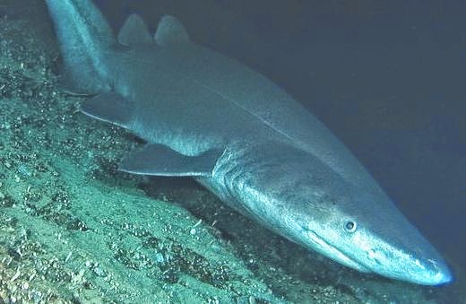 Info animales: TIBURÓN ESPINOSO ECHINORHINUS COOKEI