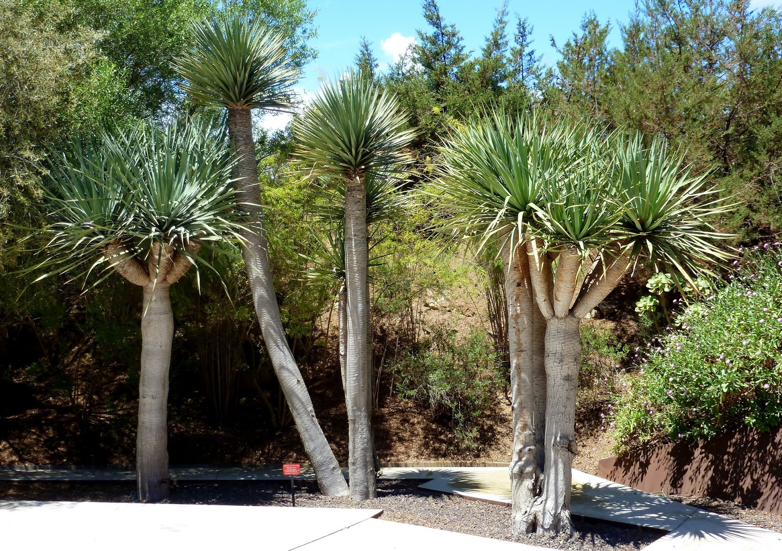 Árboles con alma: Drago de Canarias. (Dracaena draco)