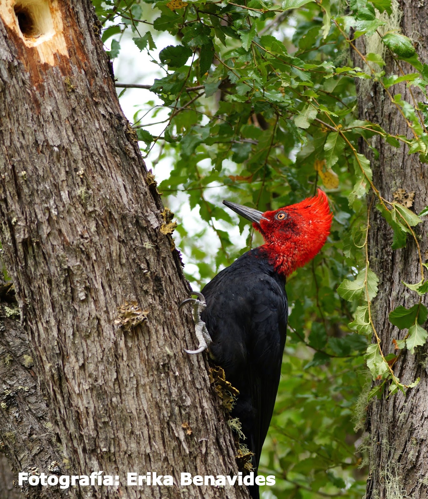 Parque Nacional Tolhuaca : CARPINTERO NEGRO