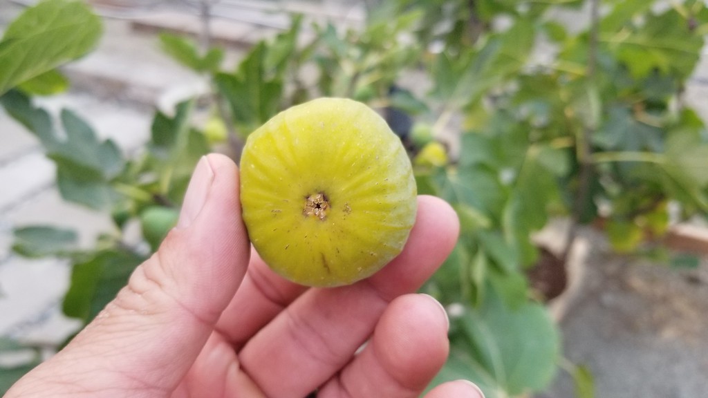 LSU Jack Lily Fig - Var Tin