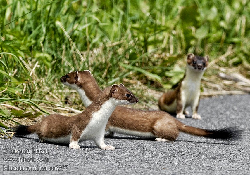 Info animales: MUSTÉLIDOS