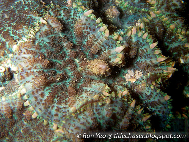 tHE tiDE cHAsER: Corallimorphs (Phylum Cnidaria: Order Corallimorpharia ...