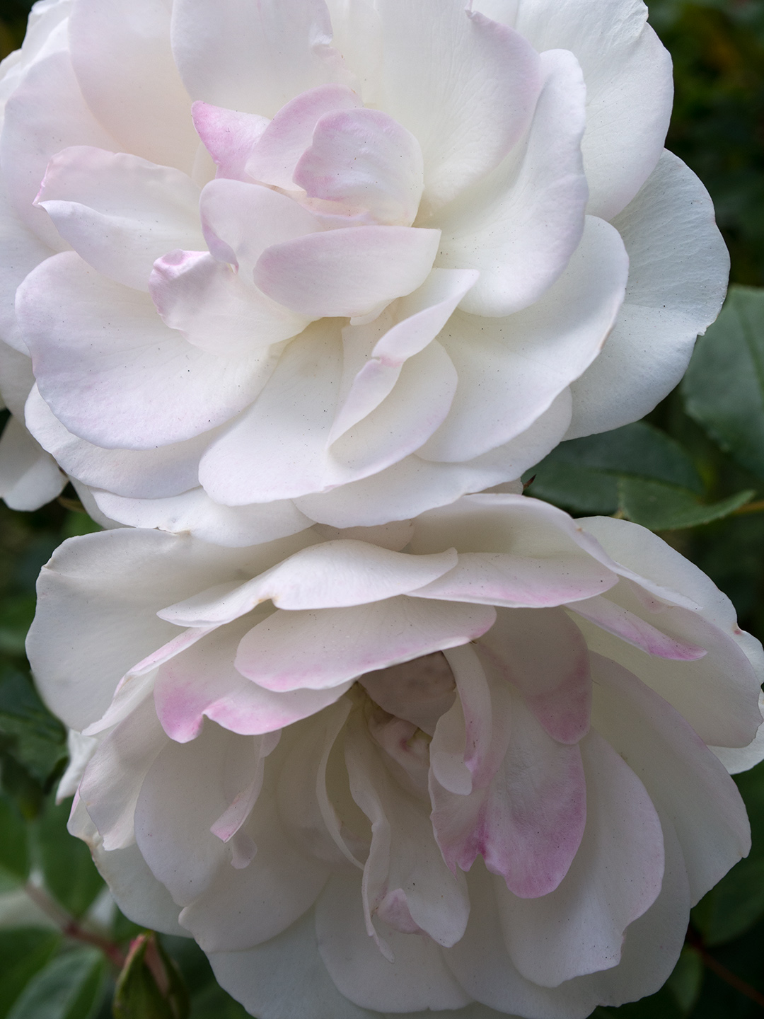 the mikereport: Roses