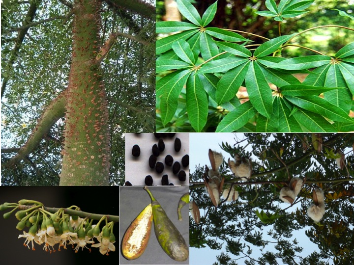 PAPÁBETO y CUCÚ: I ÁRBOLES DE MÉXICO: 12 Árboles de Yucatán y Campeche ...