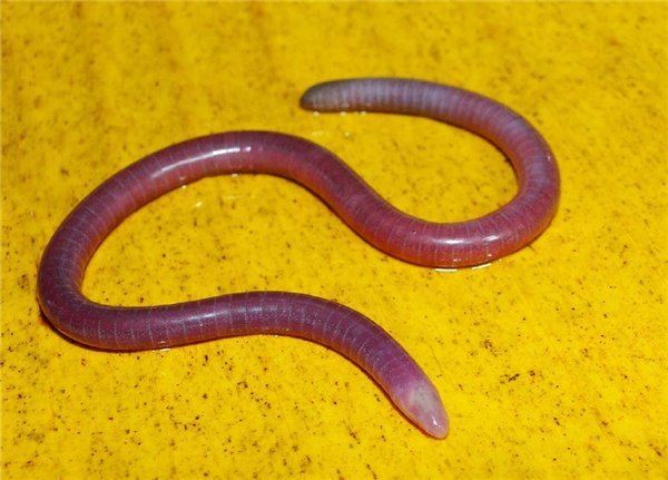 Organismos: Reino Animalia