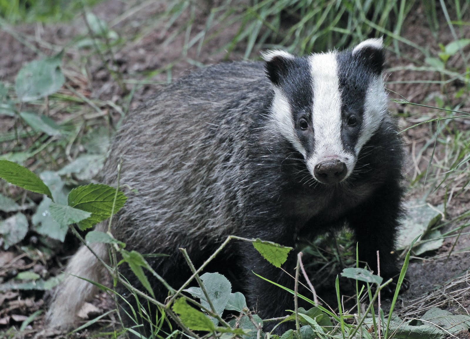 Wildwood Trust: New baby badger at Wildwood