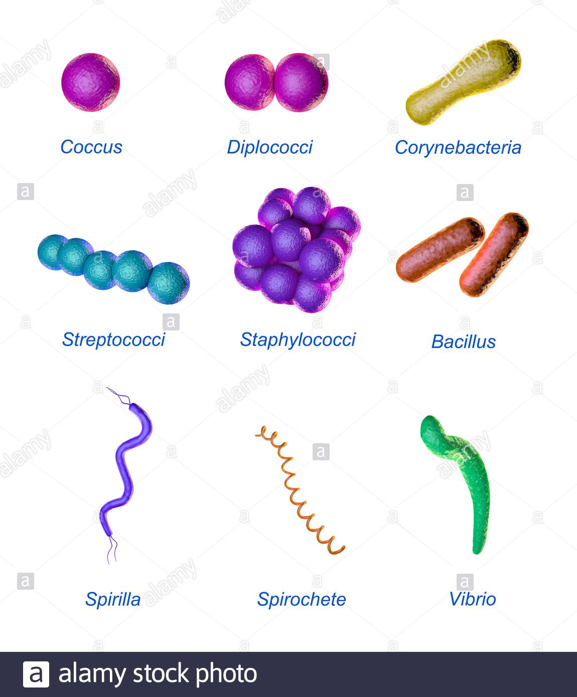 Clasificación, estructura y replicación bacteriana