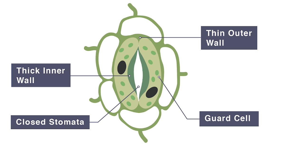 IGCSE Biology 2017: 2.43B: Describe the Role of Stomata in Gas Exchange