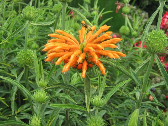 Terra Nostra: COLA DE LEON - Leonotis Leonurus