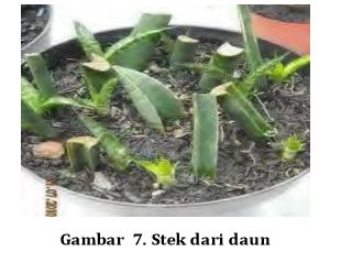 Teknik Pembiakan secara Vegetatif - Stek Daun - Our Akuntansi